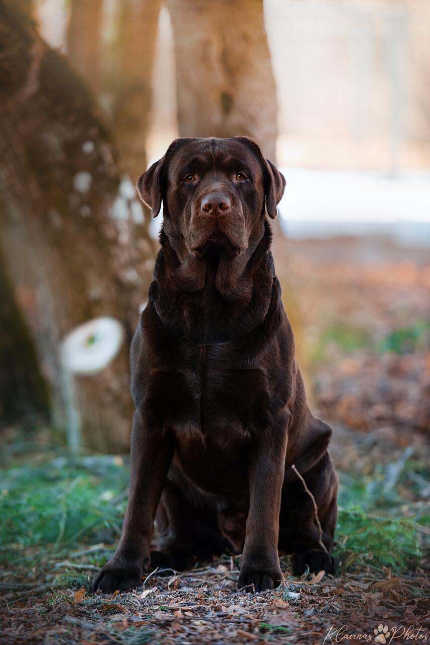 Labradori Retriiveri kutsikad(puppy) – kennel Irwlend