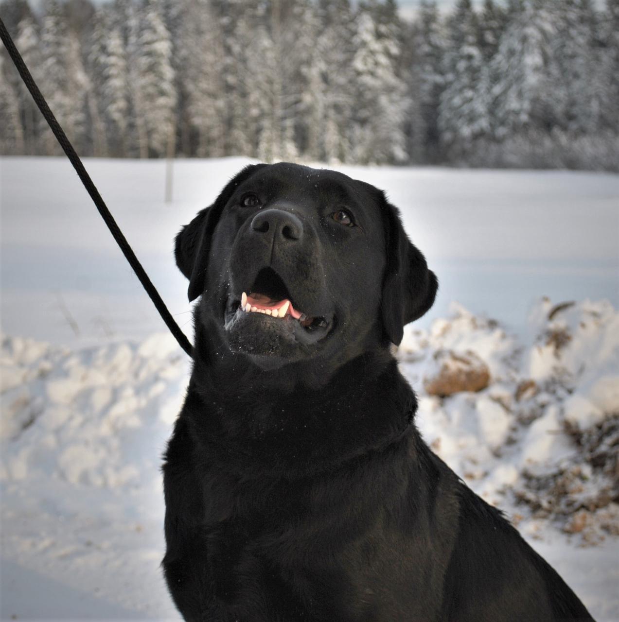 Labradori Retriiverid – kennel Irwlend