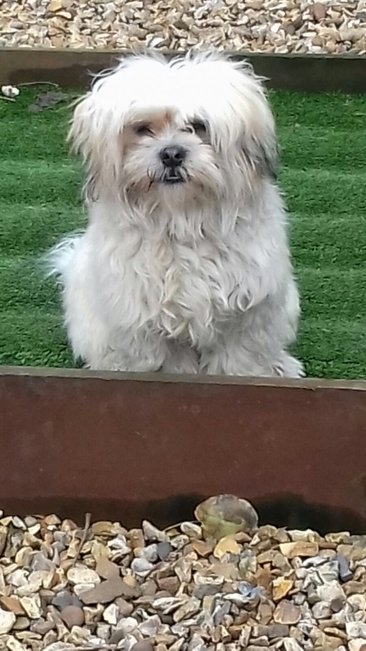 Hilton 5 Star Dog Daycare & Luxury Abode | Gallery