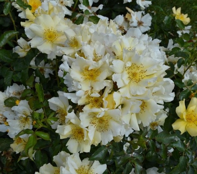 Roosid – Vesneri Aed