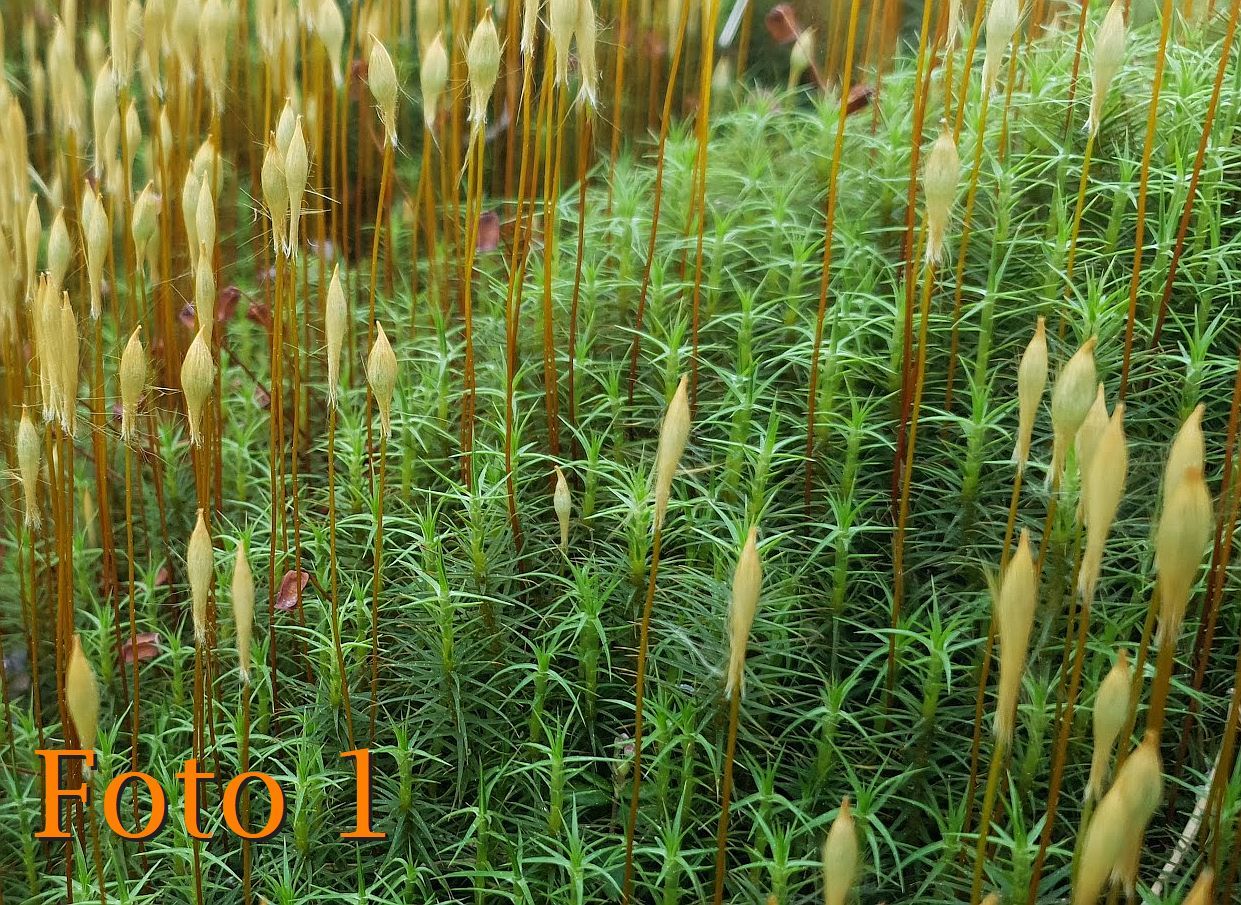 Metsaviktoriini 2023 küsimused ja õiged vastused | Loodusega koos | RMK