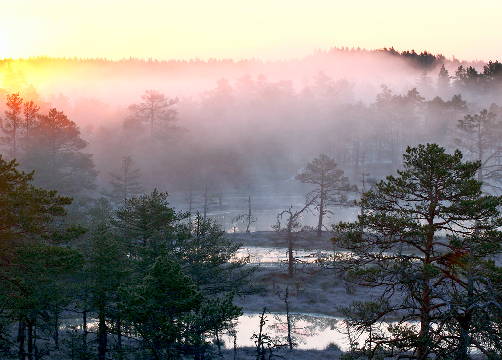 Viru raba õpperada (3,5 km) | Loodusega koos | RMK