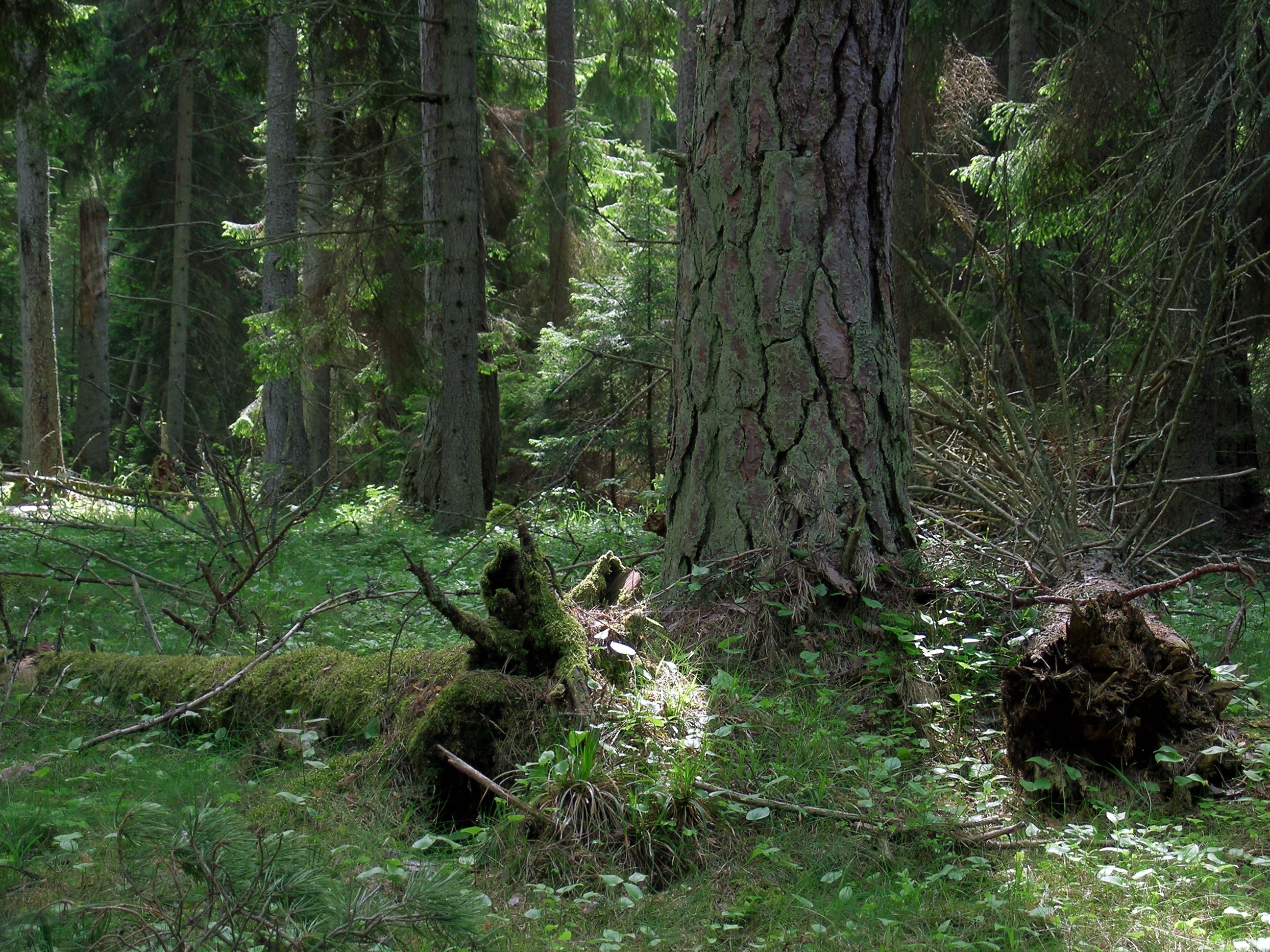 Metsa looduskaitse üks valupunkte – vääriselupaikade kaitse ...