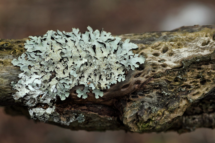 Samblikud — Eestimaa Looduse Fond