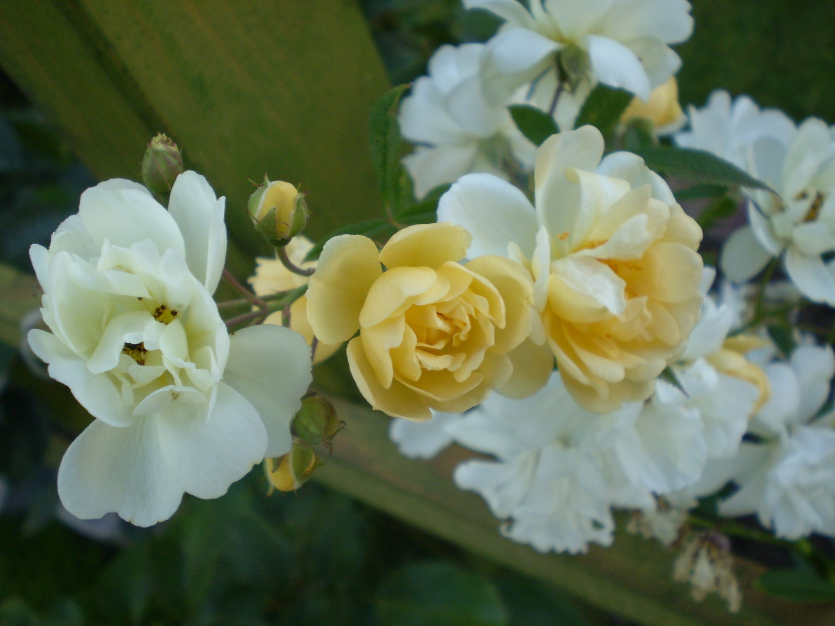 Fertilizer for Roses - Cow Manure in Estonia – Tammaru Farm