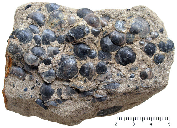 Phosphorite — BiotaTec