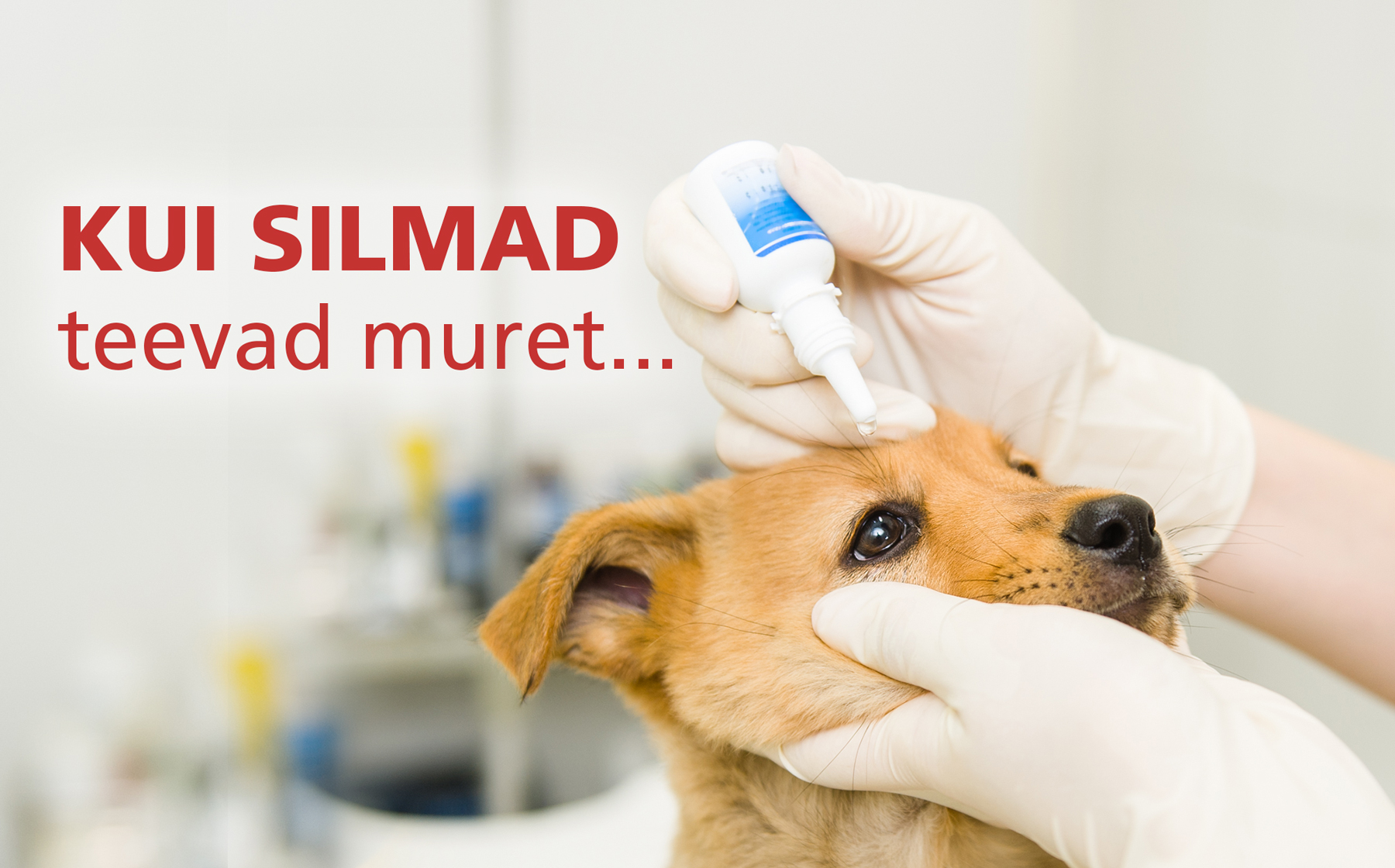 Kui silmad teevad muret — Tallinna Loomakliinik