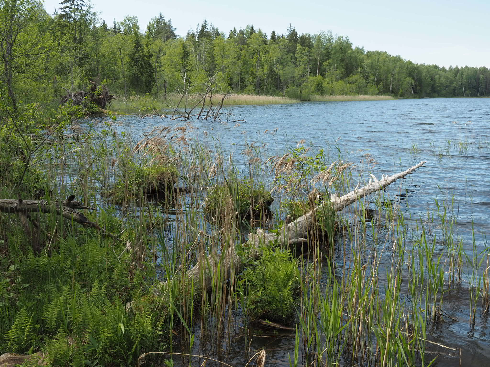 Kurtna järvestik 42 — panipaik