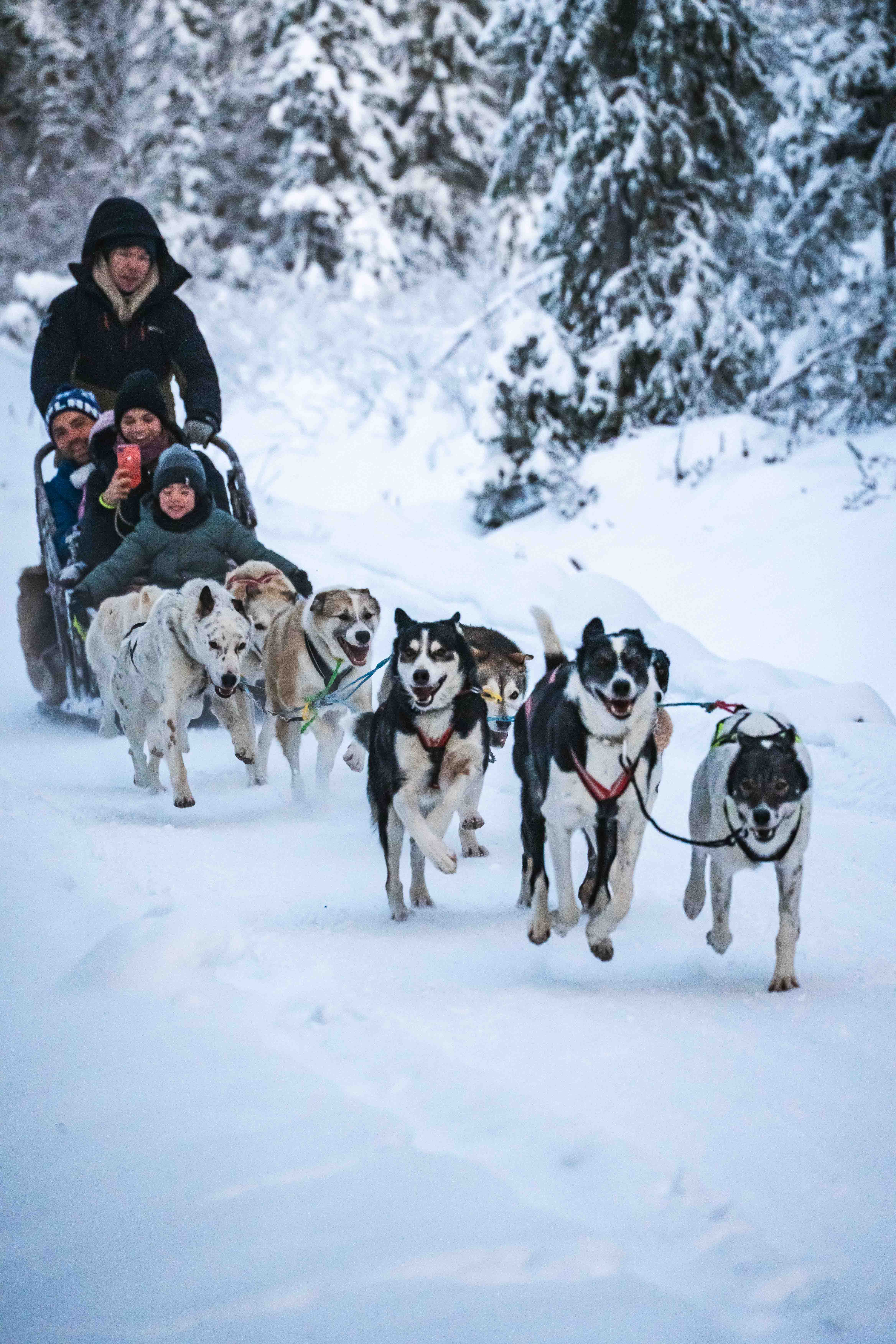 Winter Has Arrived: Beyond Arctic Husky Tours in Rovaniemi Are Now ...