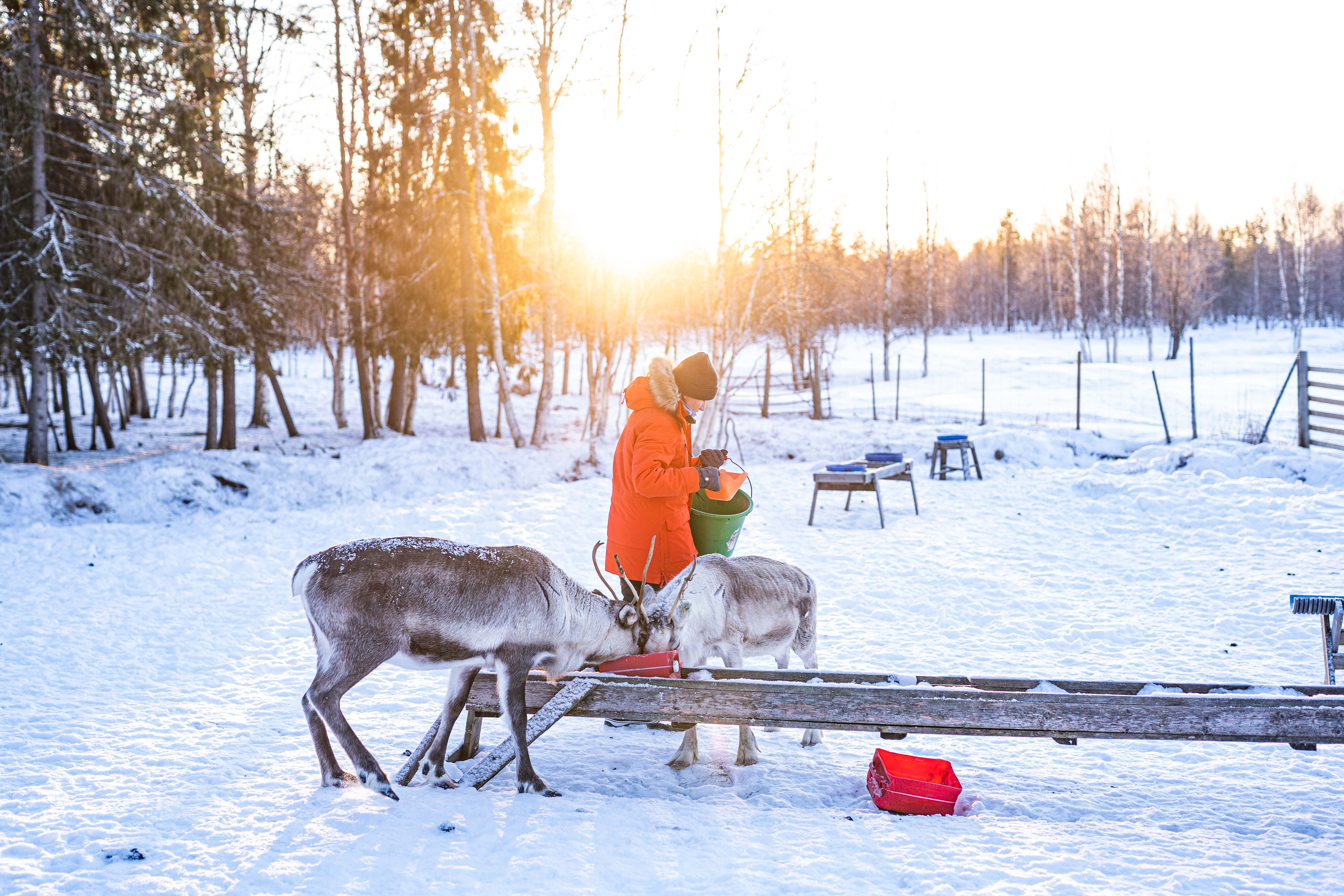 Private Reindeer farm visit and sleigh ride with photographer