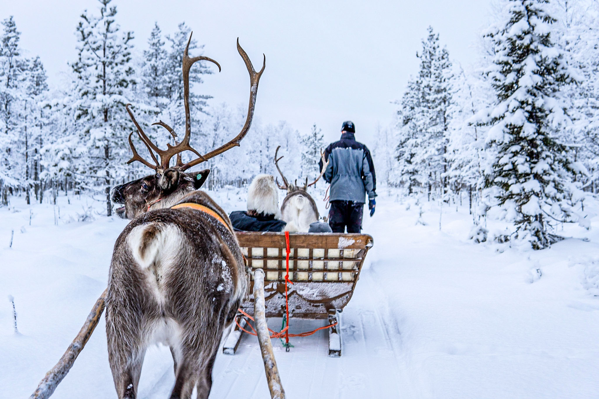Authentic Reindeer Sled Ride with Photographer in Levi