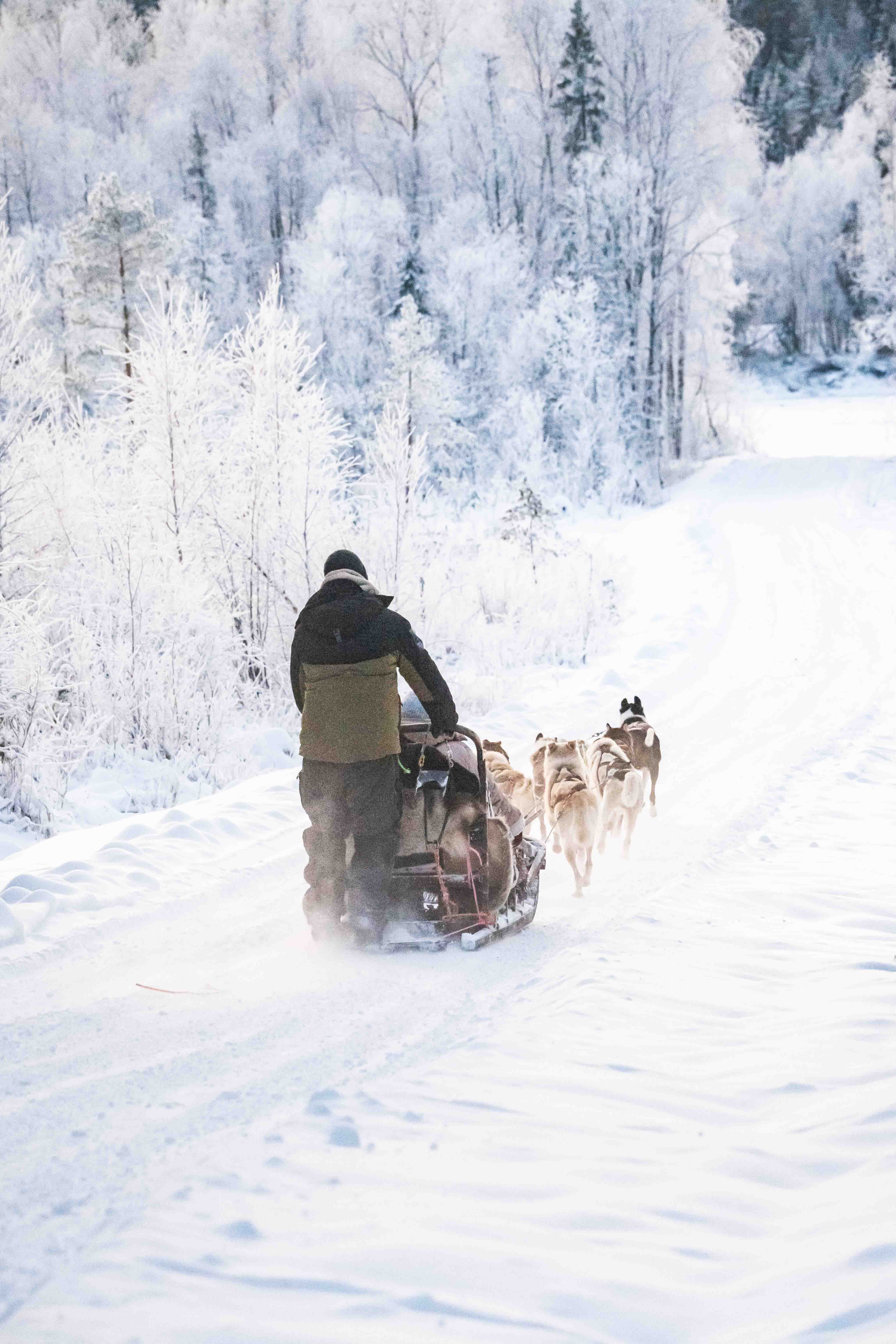 Winter Has Arrived: Beyond Arctic Husky Tours in Rovaniemi Are Now ...