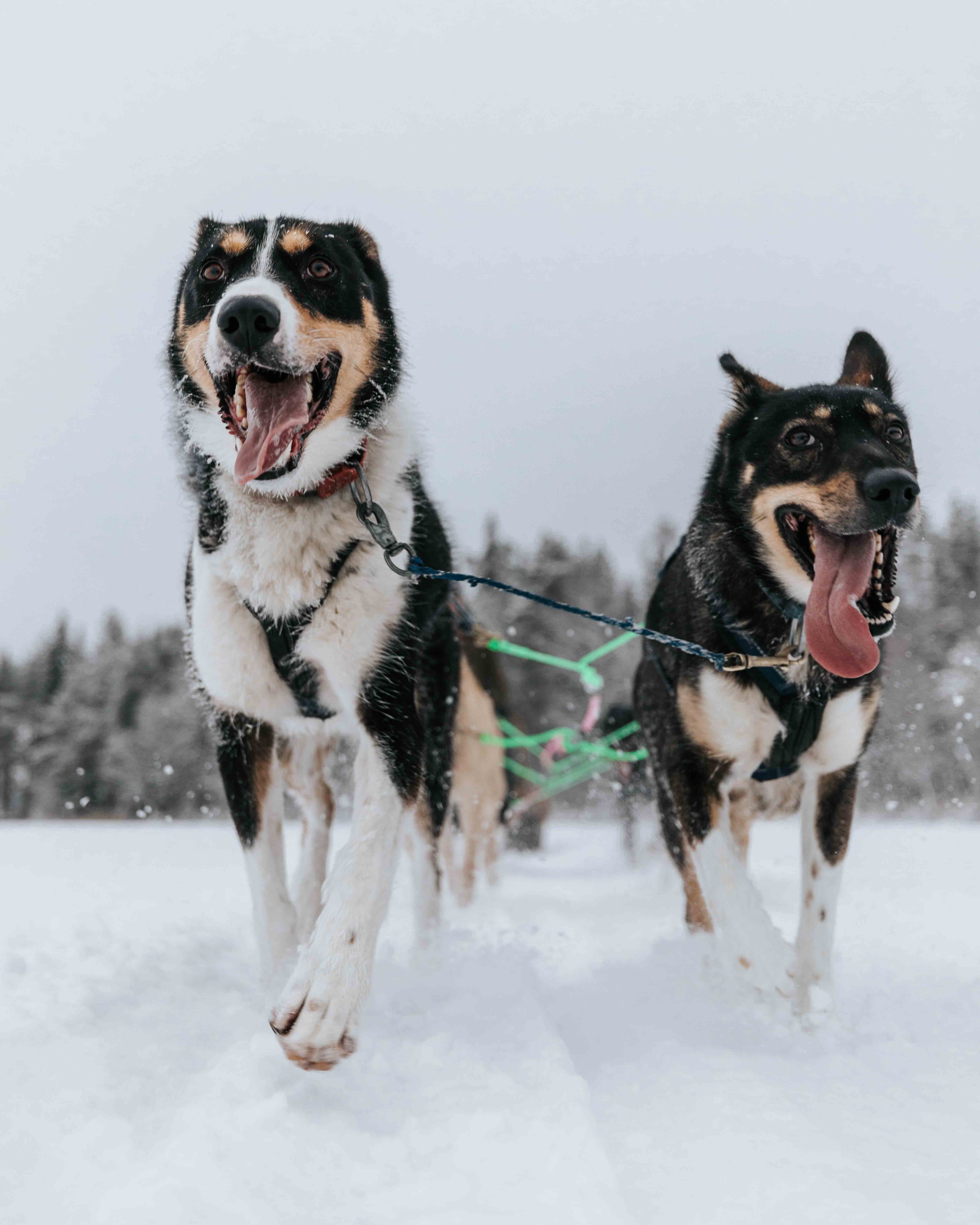 Family Husky adventure with 6-10km sled ride