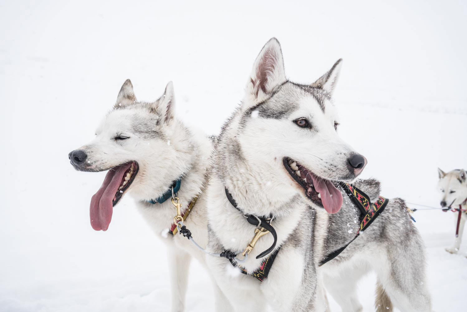 Husky adventure into Arctic wilderness