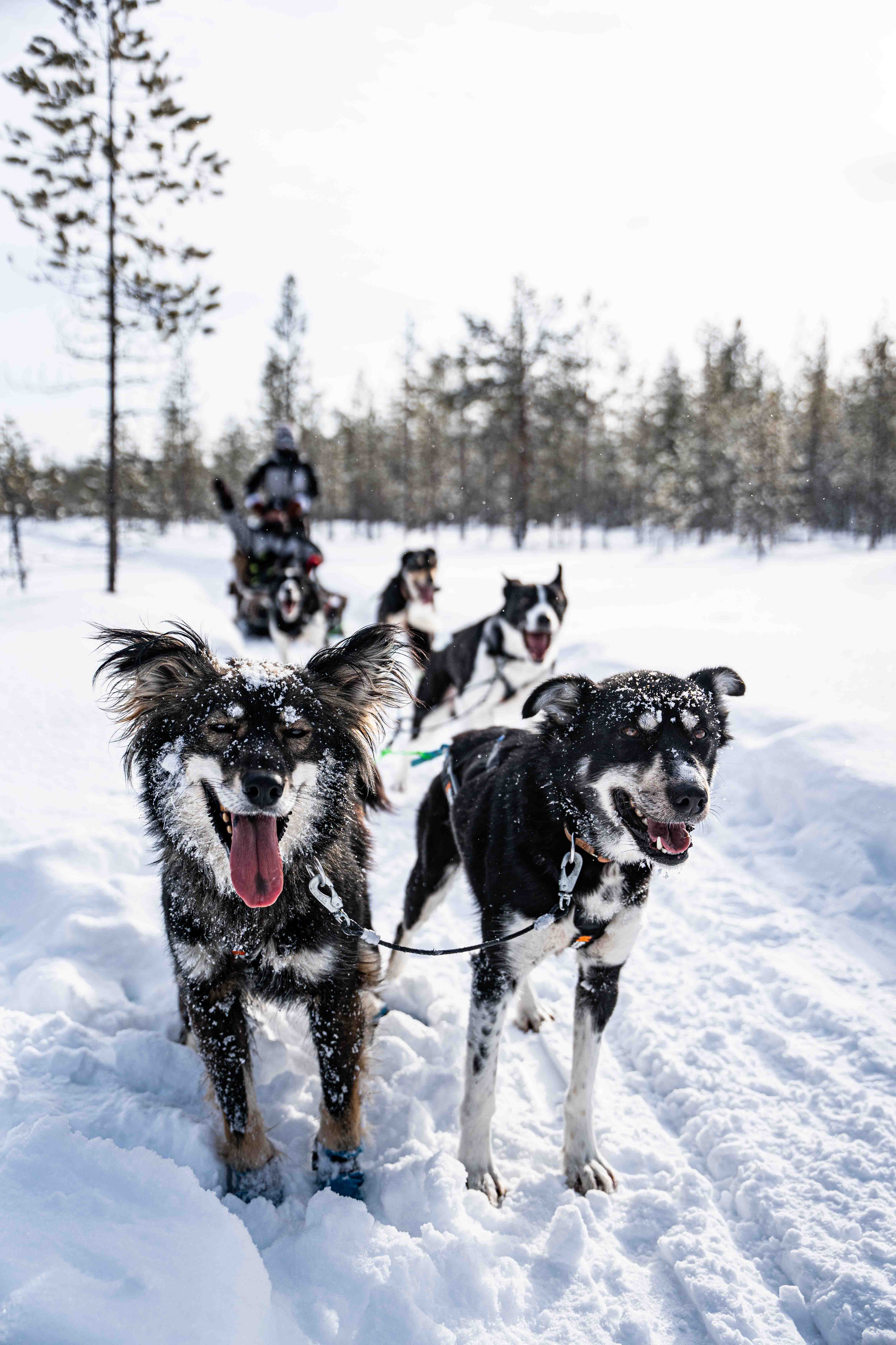 Running with the pack – Husky Kennel visit with 5 KM sled Ride