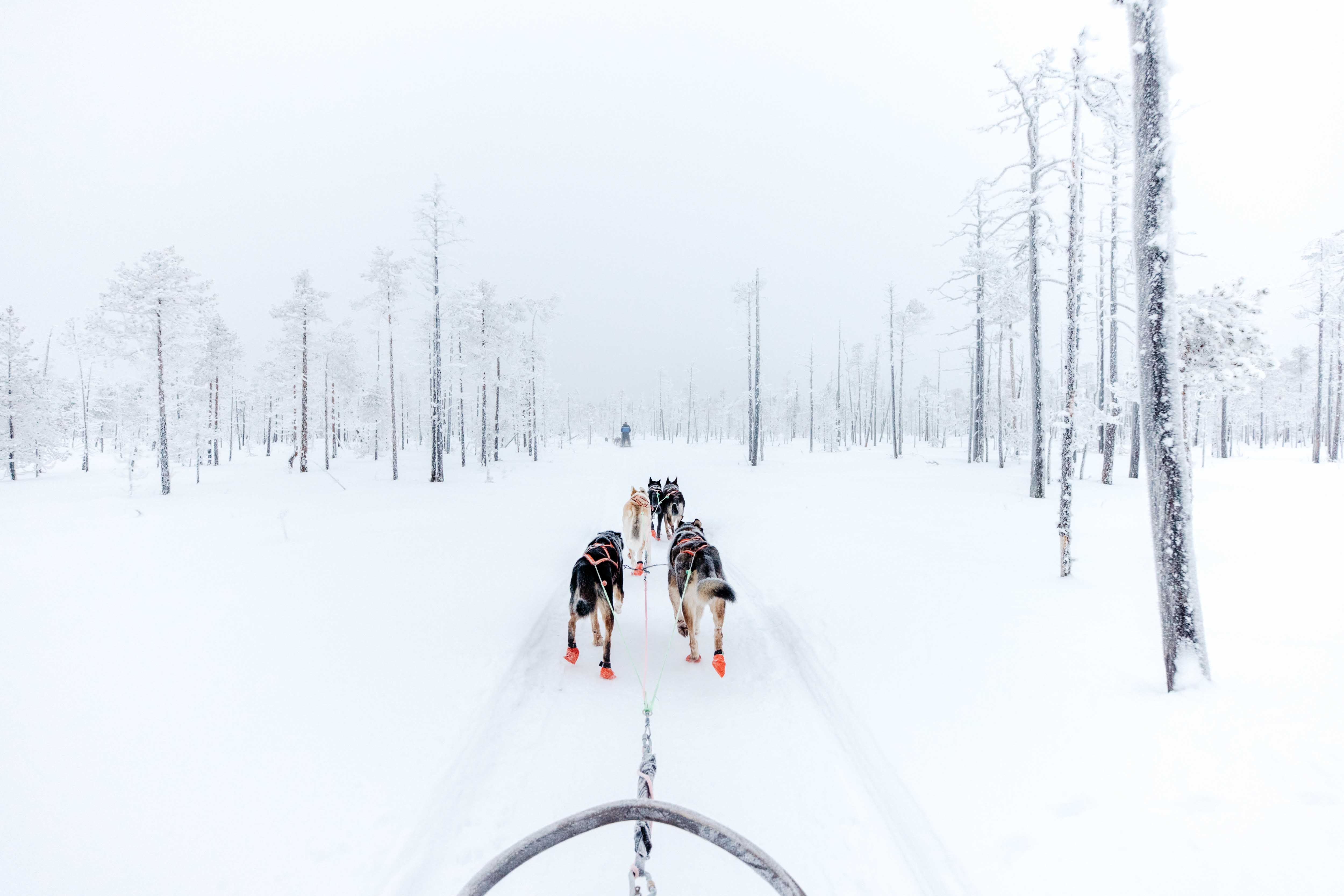 Wilderness Husky Adventure with 12-18km Husky ride