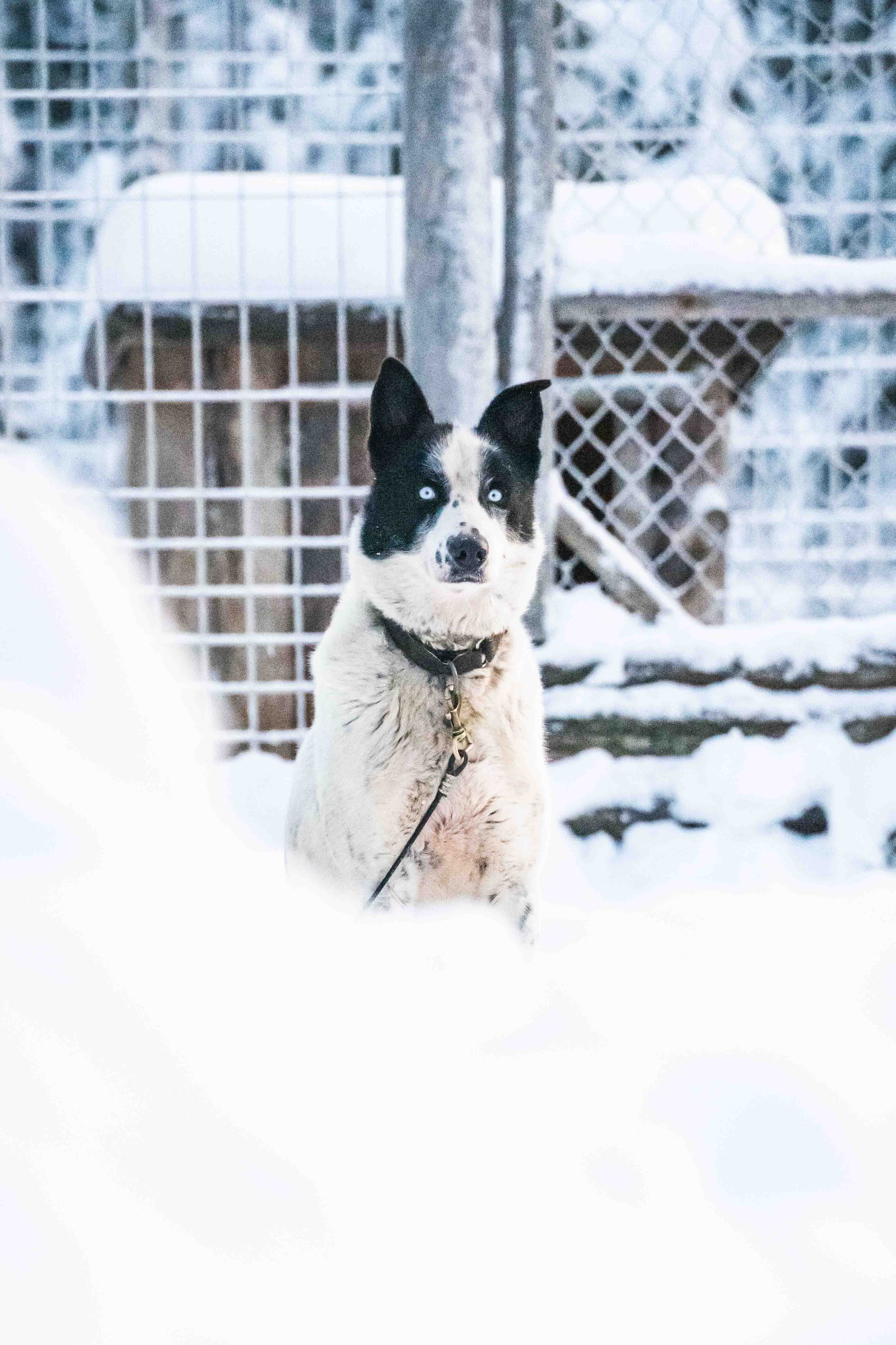 Winter Has Arrived: Beyond Arctic Husky Tours in Rovaniemi Are Now ...