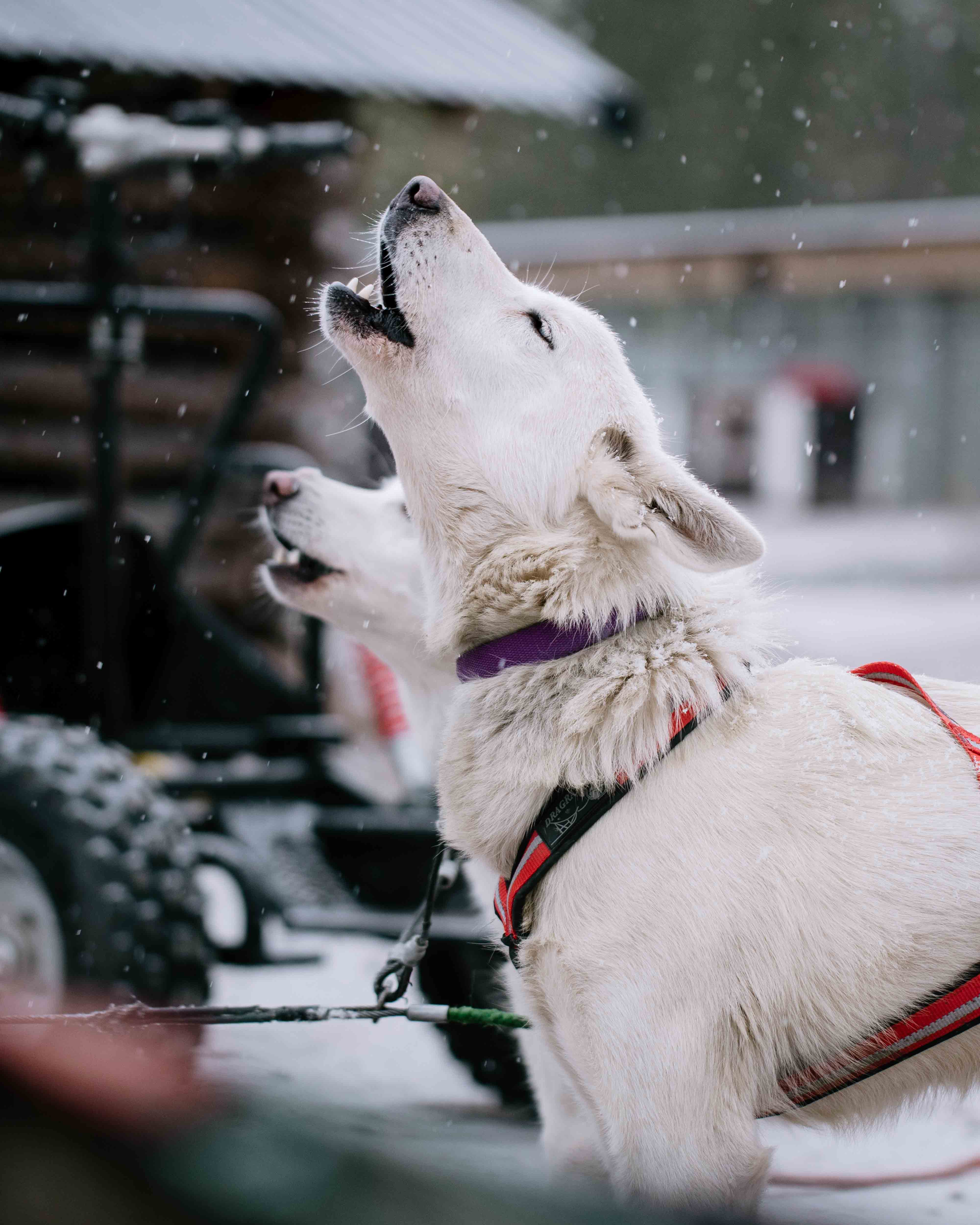 Wilderness Husky Adventure with 12-18km Husky ride