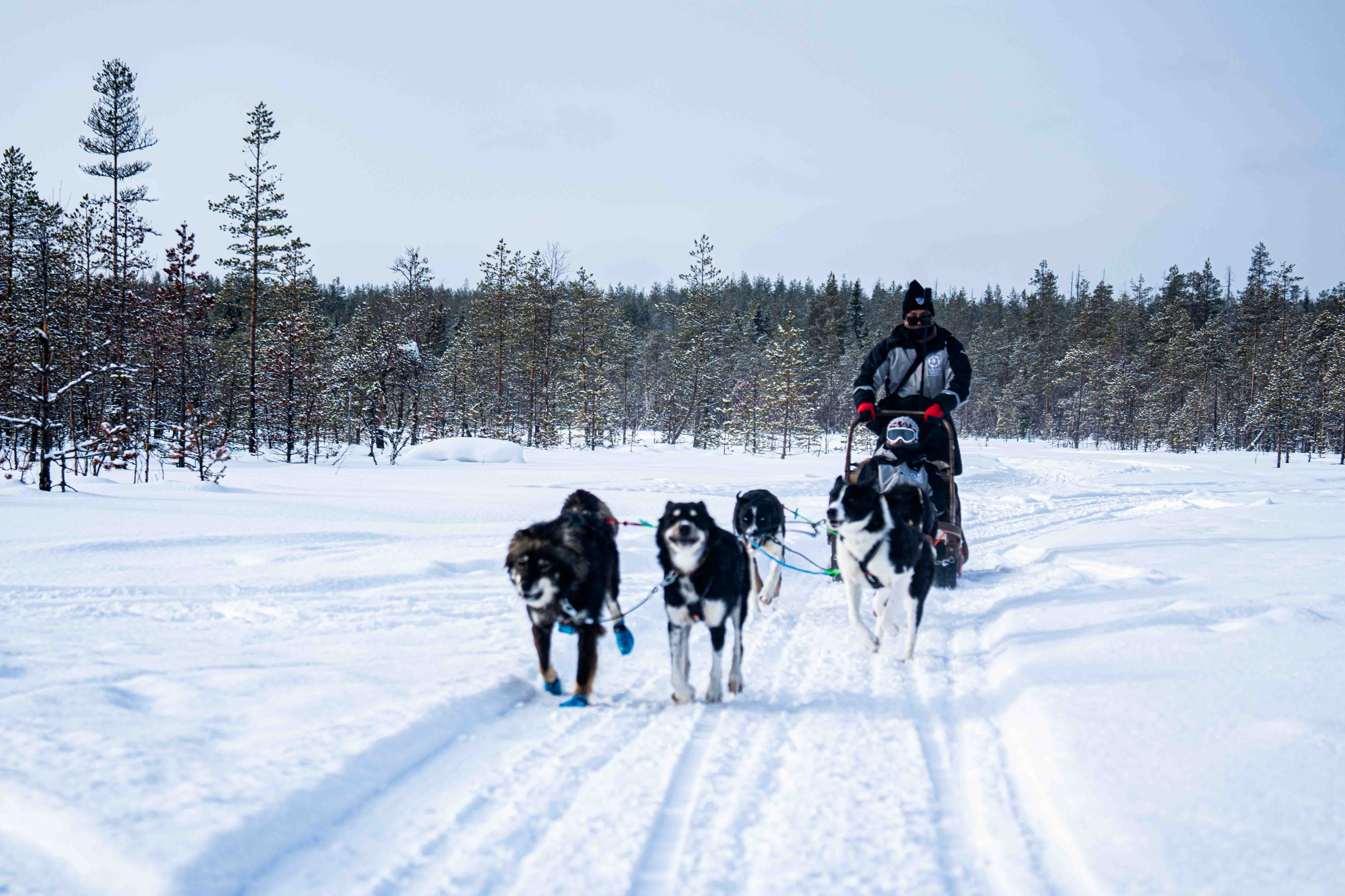 Husky Adventure with 10km sled ride in Levi