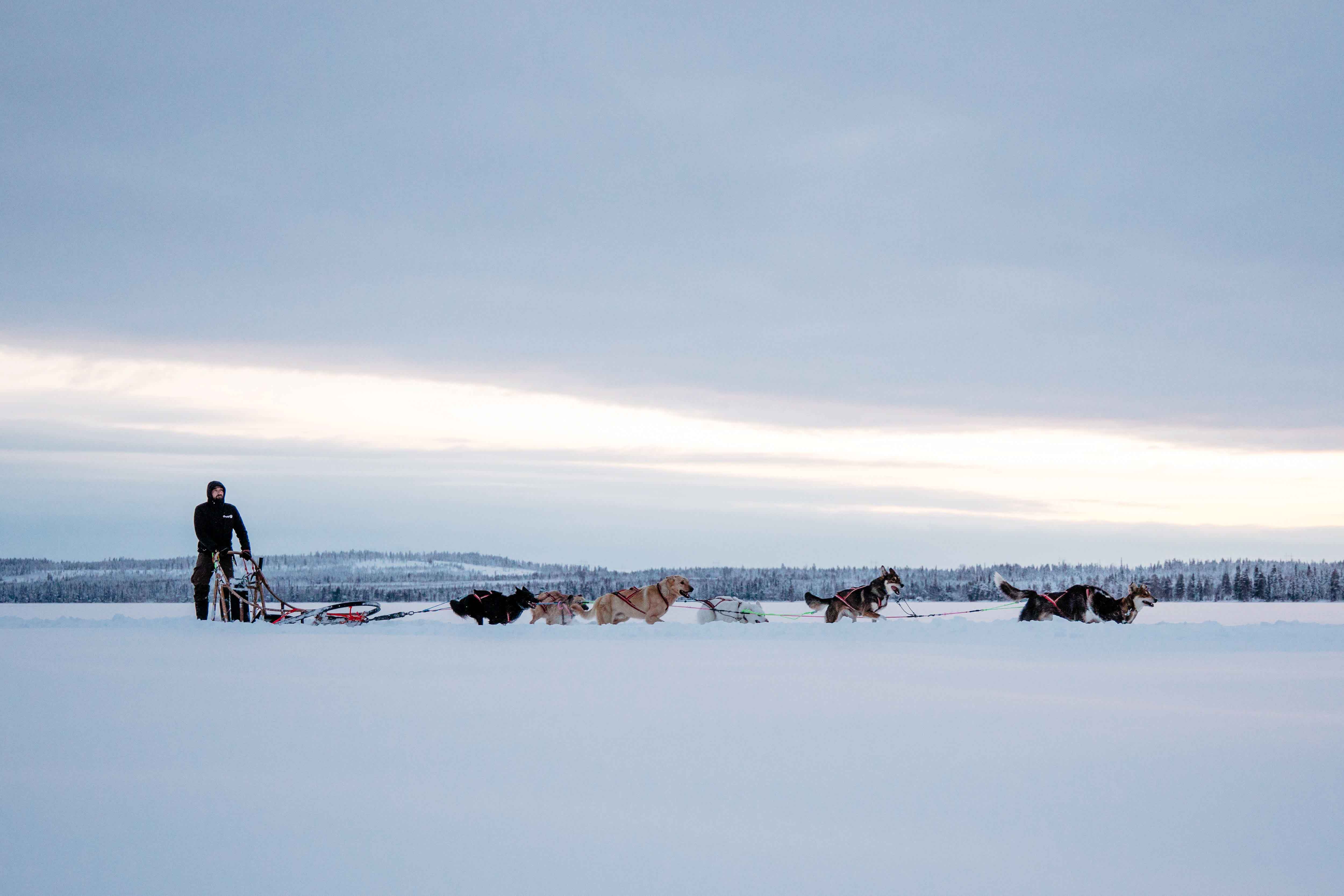 Family Husky adventure with 6-10km sled ride