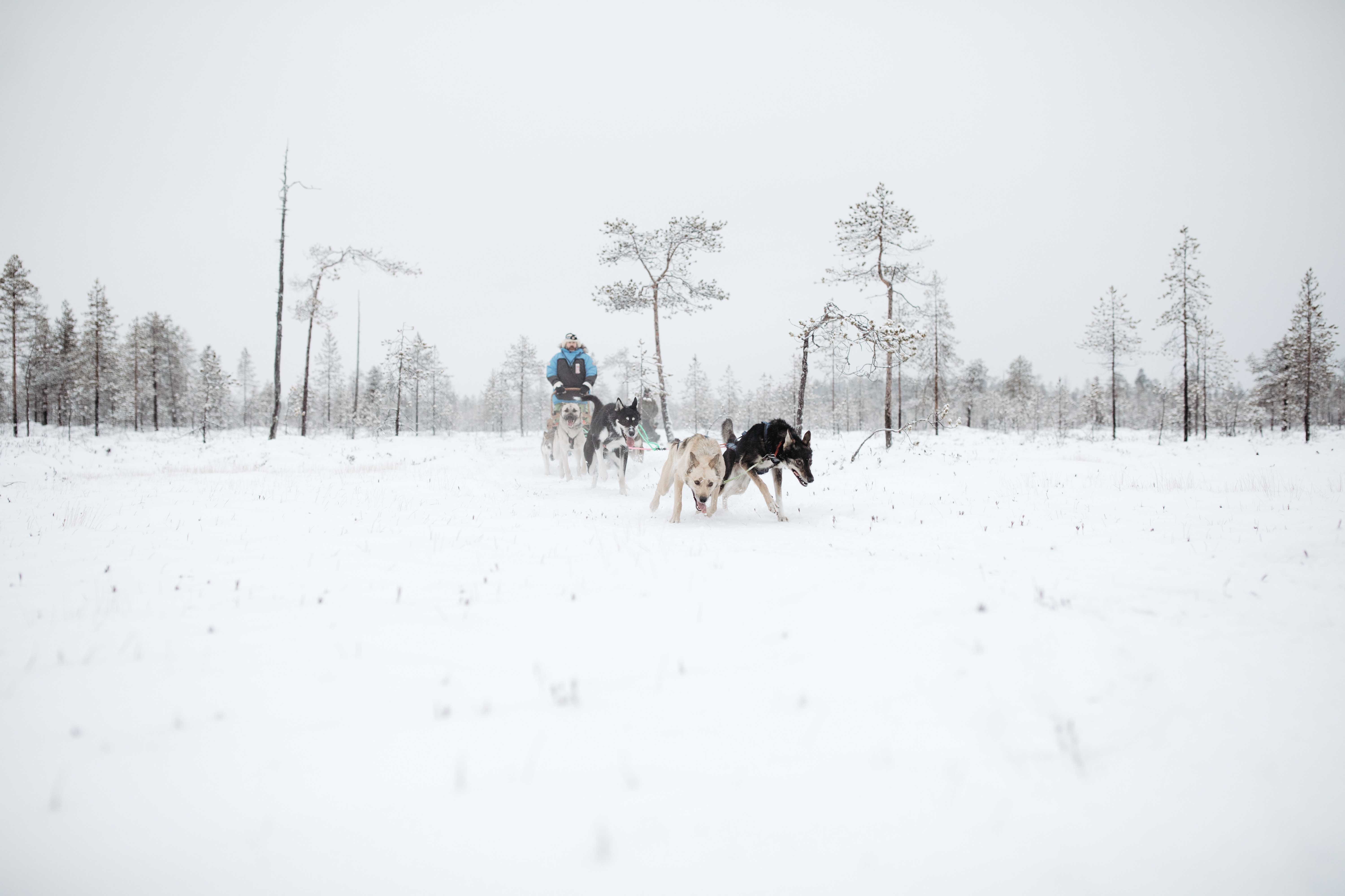 Wilderness Husky Adventure with 12-18km Husky ride