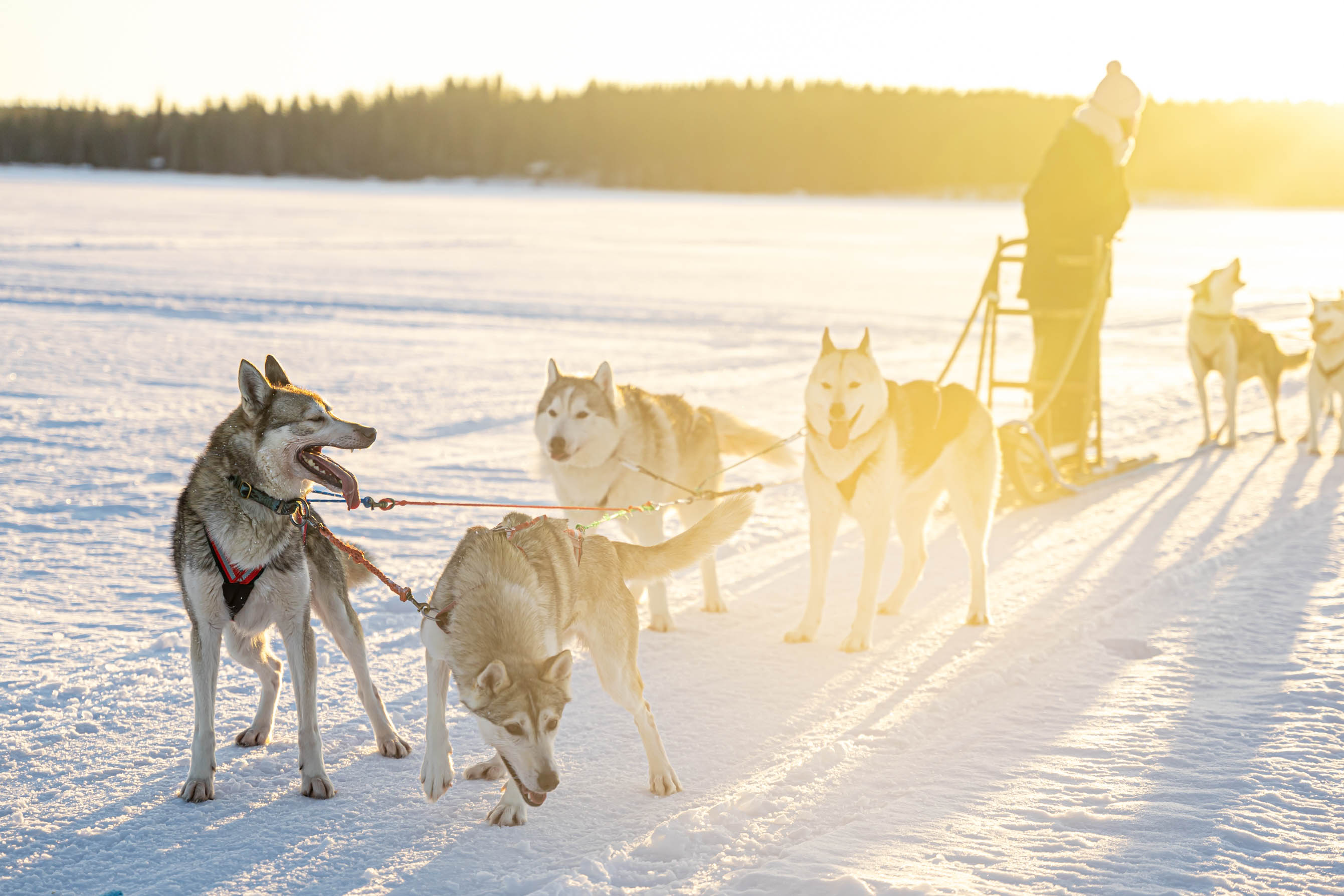 Husky adventure into Arctic wilderness