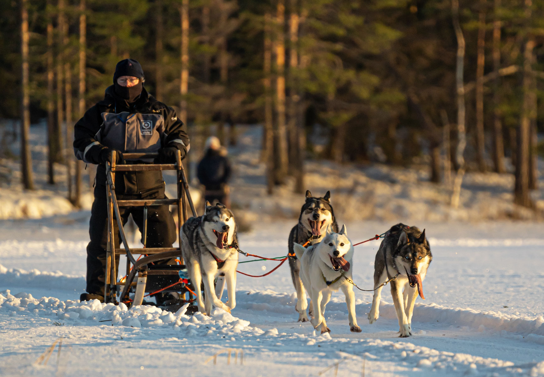 Husky adventure into Arctic wilderness