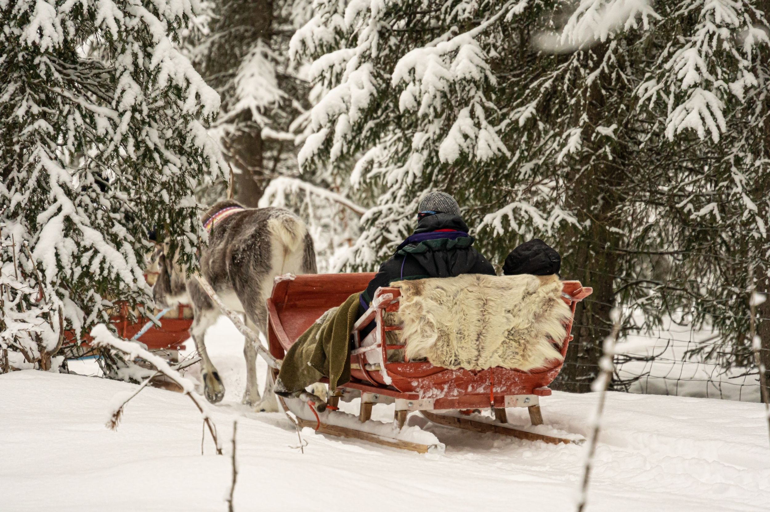 Authentic Reindeer Sled Ride with Photographer in Levi