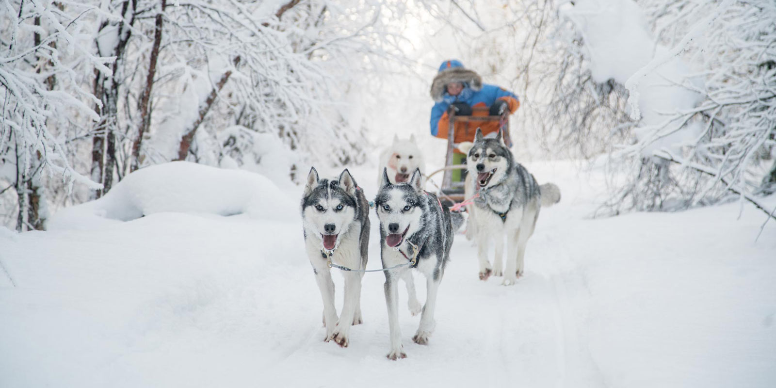 Husky adventure into Arctic wilderness