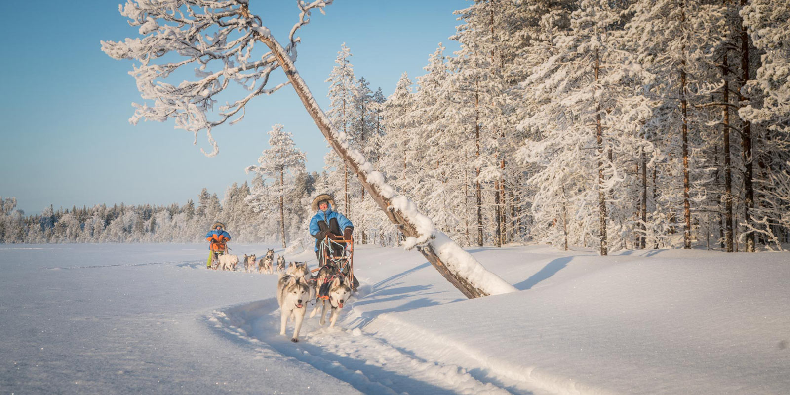 Husky adventure into Arctic wilderness