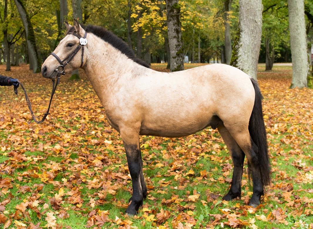 Eesti tõugu hobused – Ariete - 2021