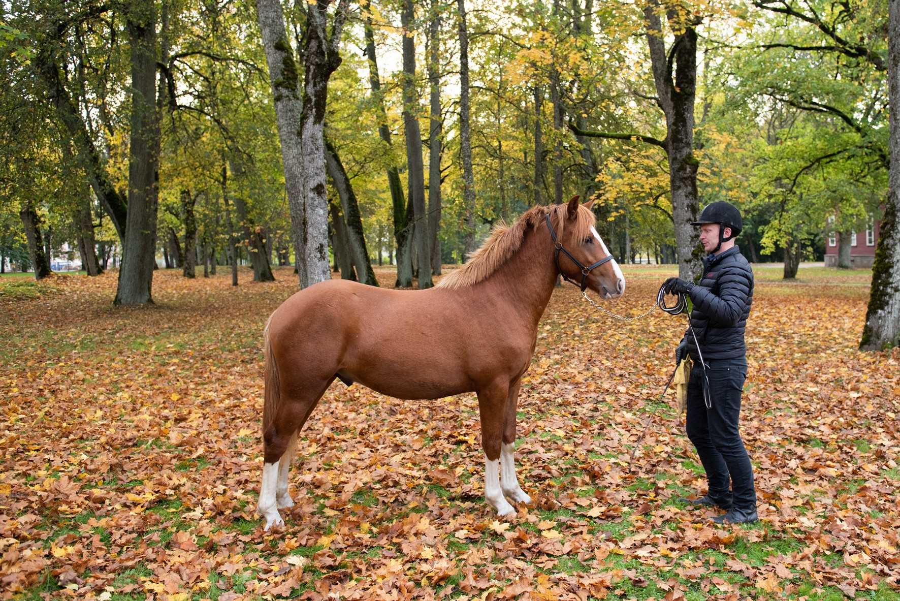 Eesti tõugu hobused – Versioon - 2018