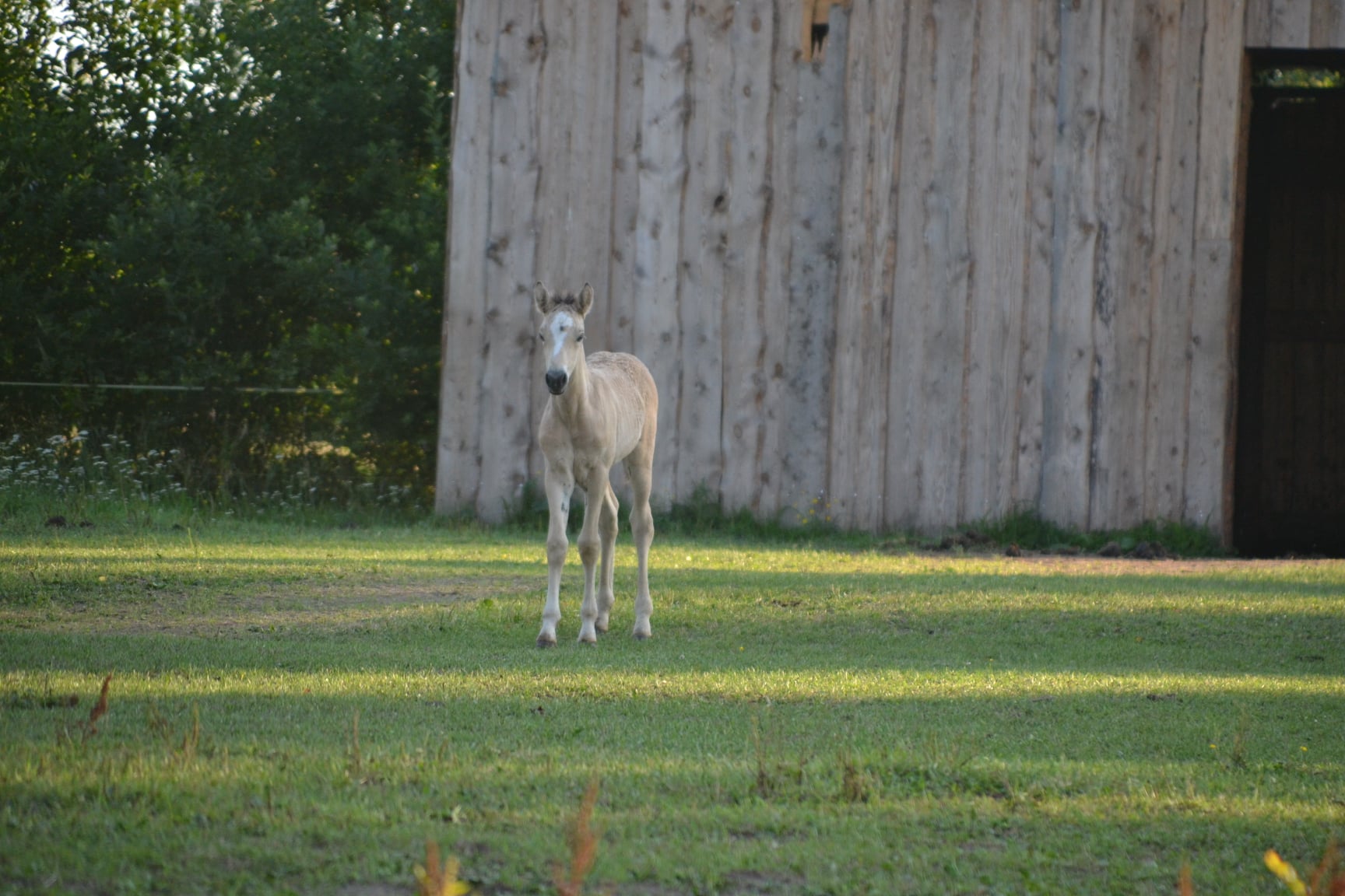 Eesti tõugu hobused – Ariete - 2021