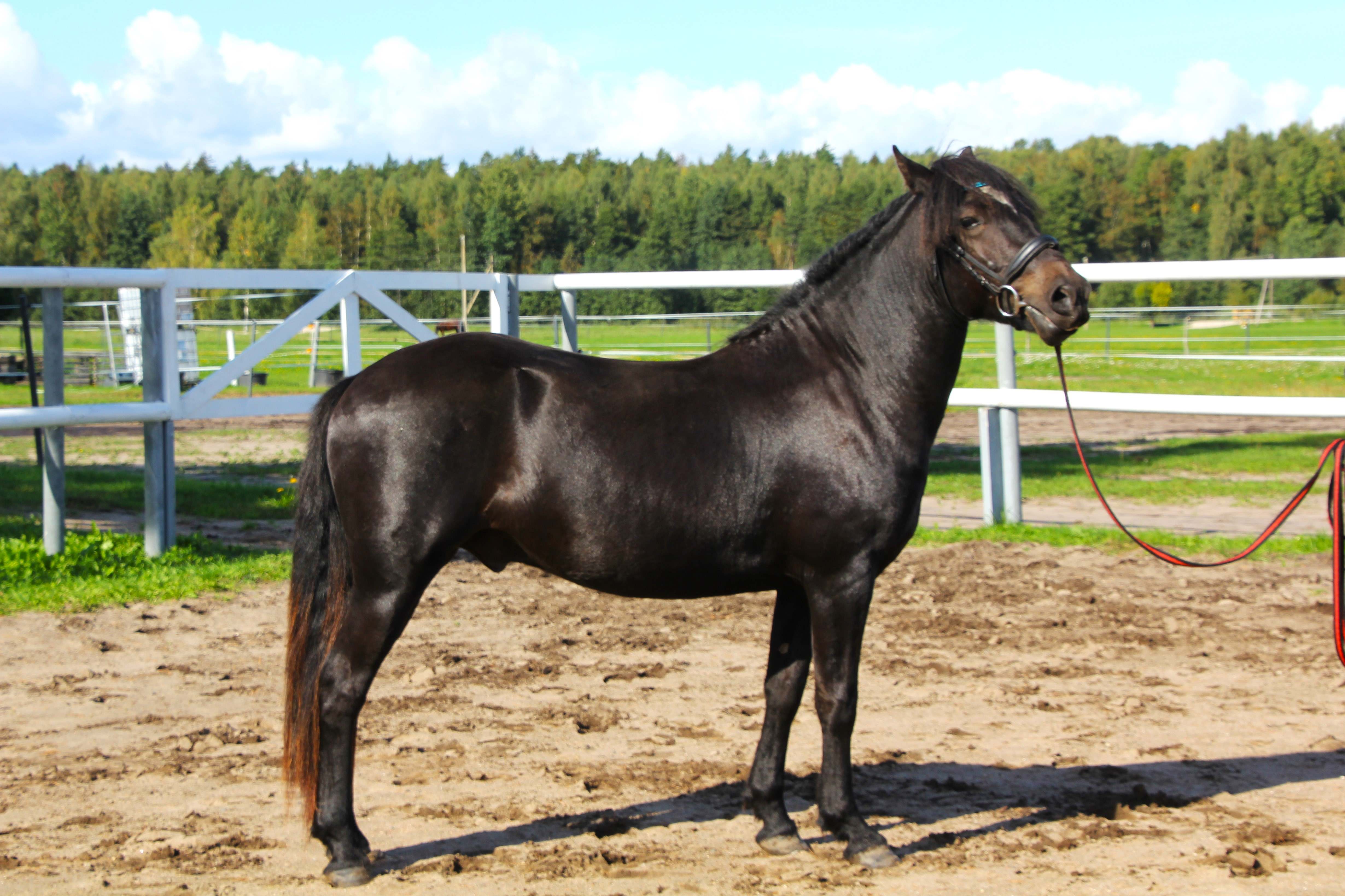 Eestinhevoset – Rular - 2020