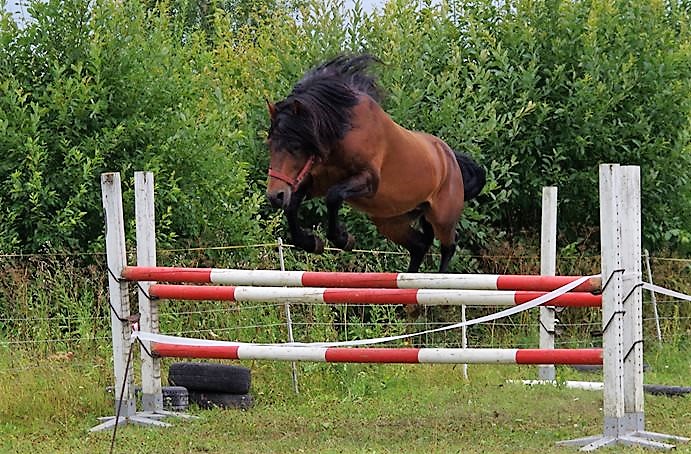 Eesti tõugu hobused – Toll - 2015