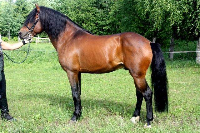 Eesti tõugu hobused – Trevor - 2014