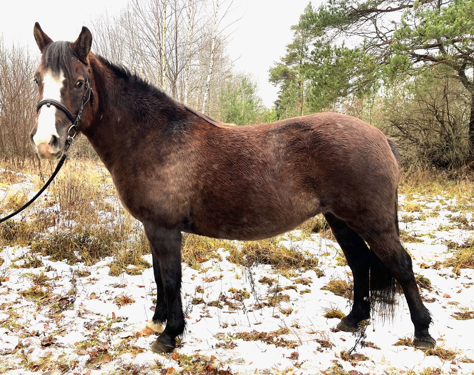 Eesti tõugu hobused – Versai - 2016