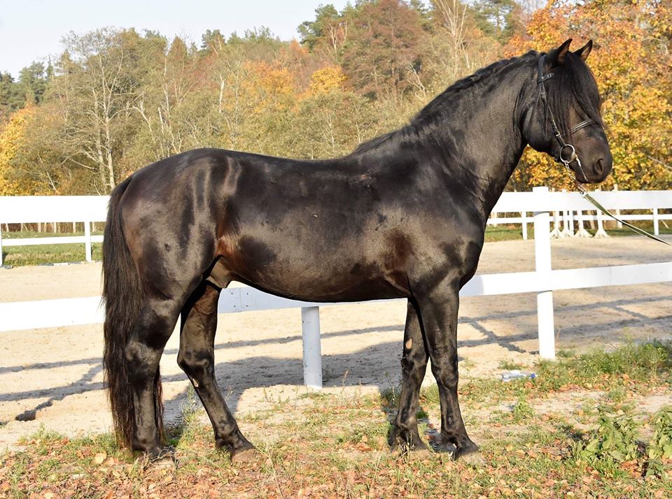 Eesti tõugu hobused – Laser - 2013