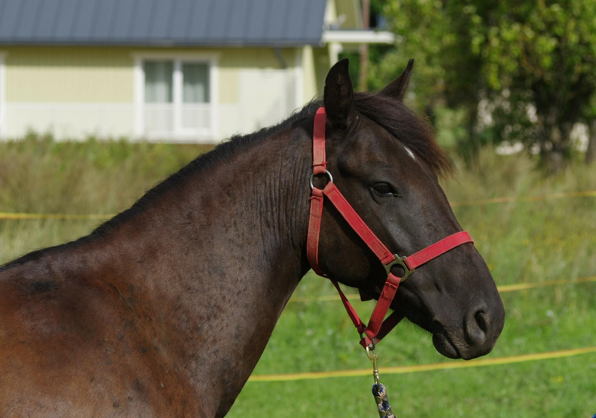 Eesti tõugu hobused – Rõugutaja - 2016