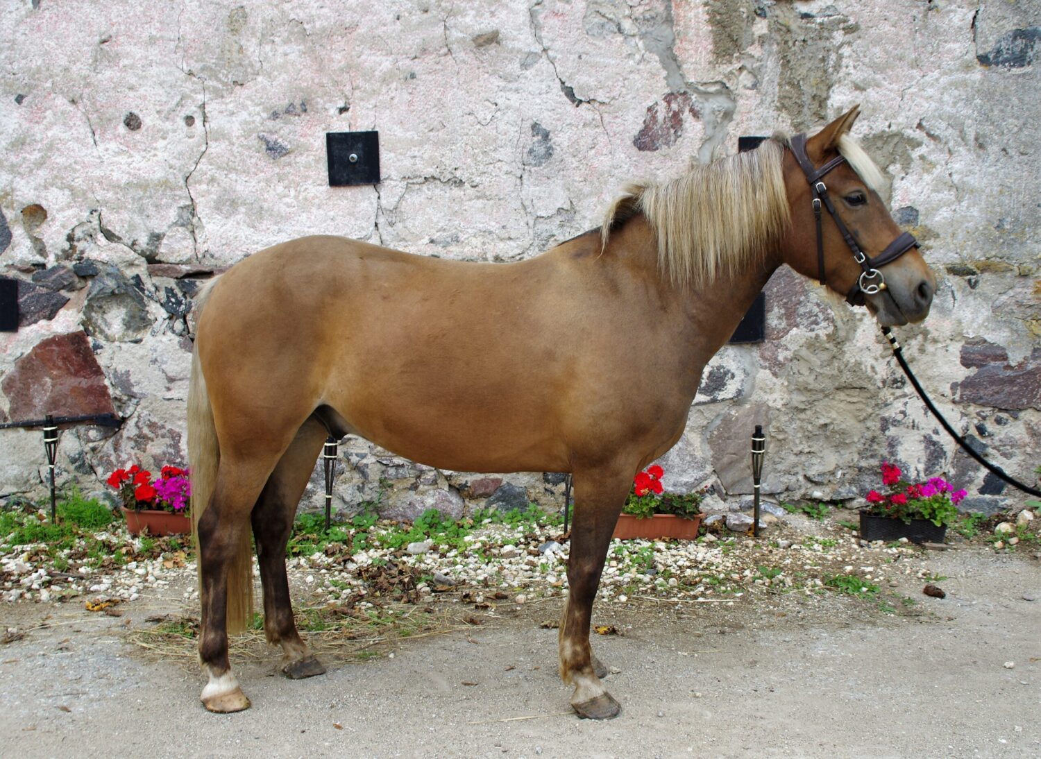 Eesti tõugu hobused – Ristija - 2016