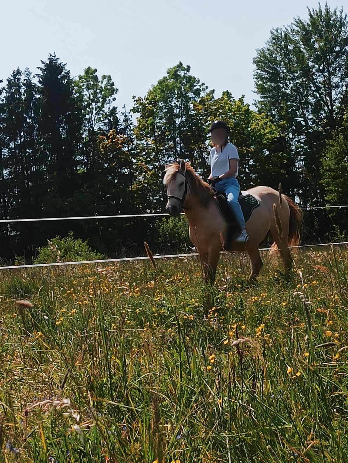 Eestinhevoset – Ruudi - 2019
