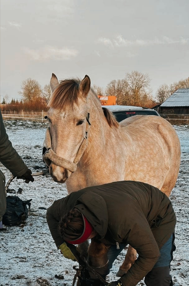 Eestinhevoset – Ruudi - 2019