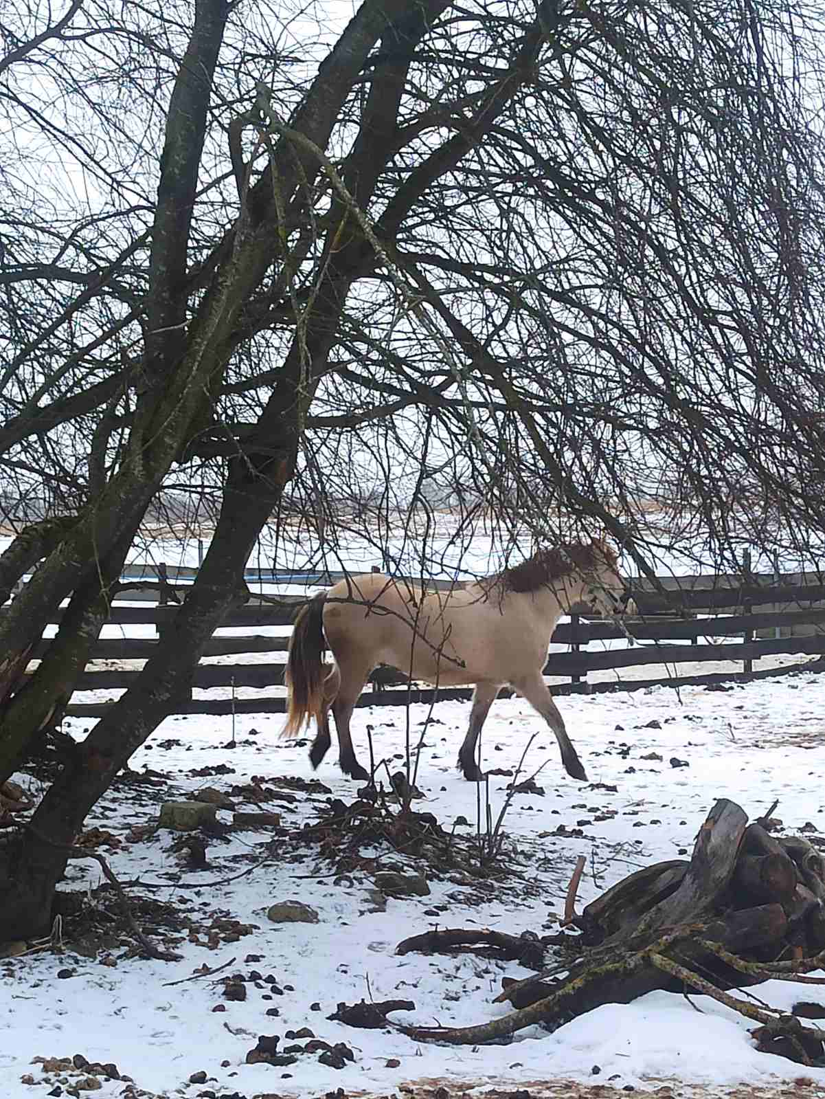 Eestinhevoset – Ruudi - 2019