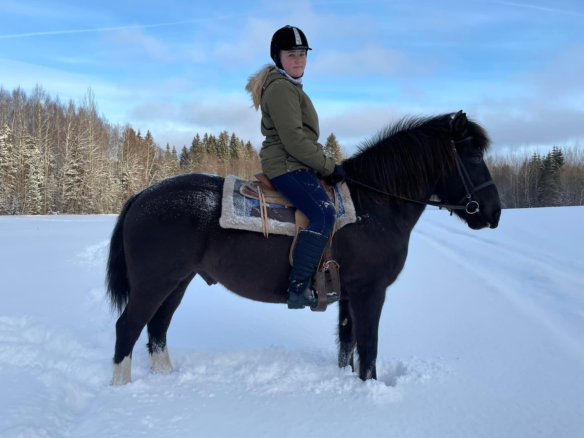 Eesti tõugu hobused – Ruudi - 2011