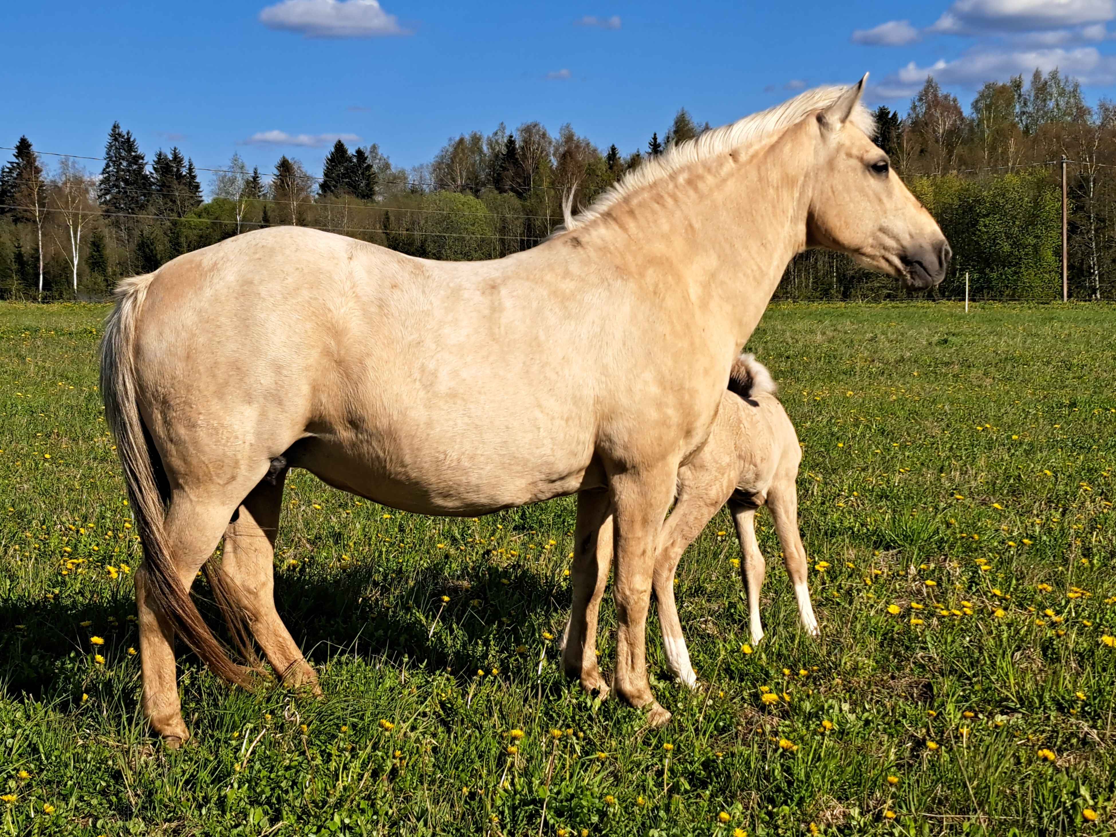 Estonianhorses – Võlur Vilmar - 2025