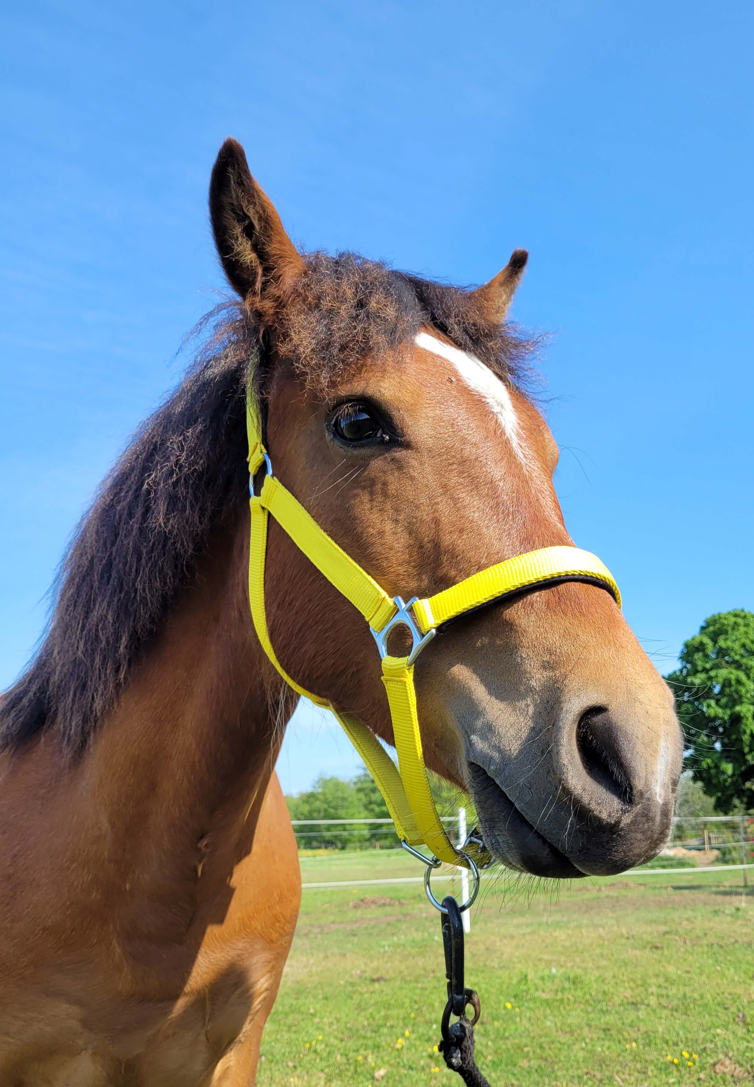 Eestinhevoset – Teiffer - 2022