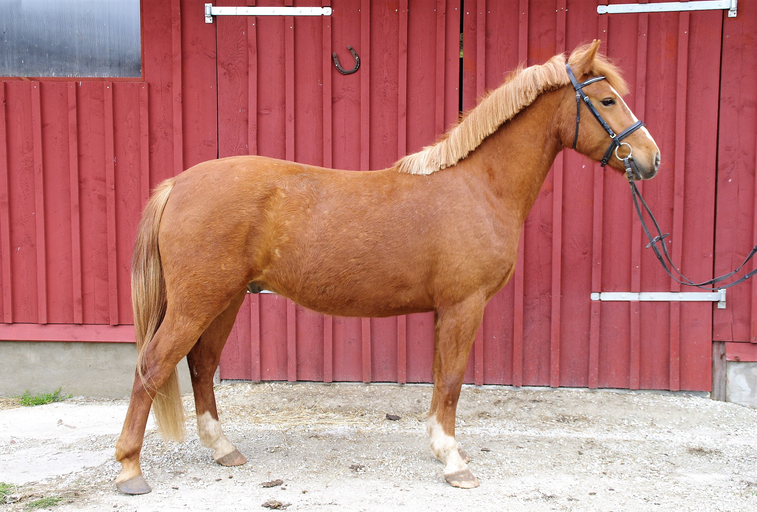 Eesti tõugu hobused – Videvik - 2017