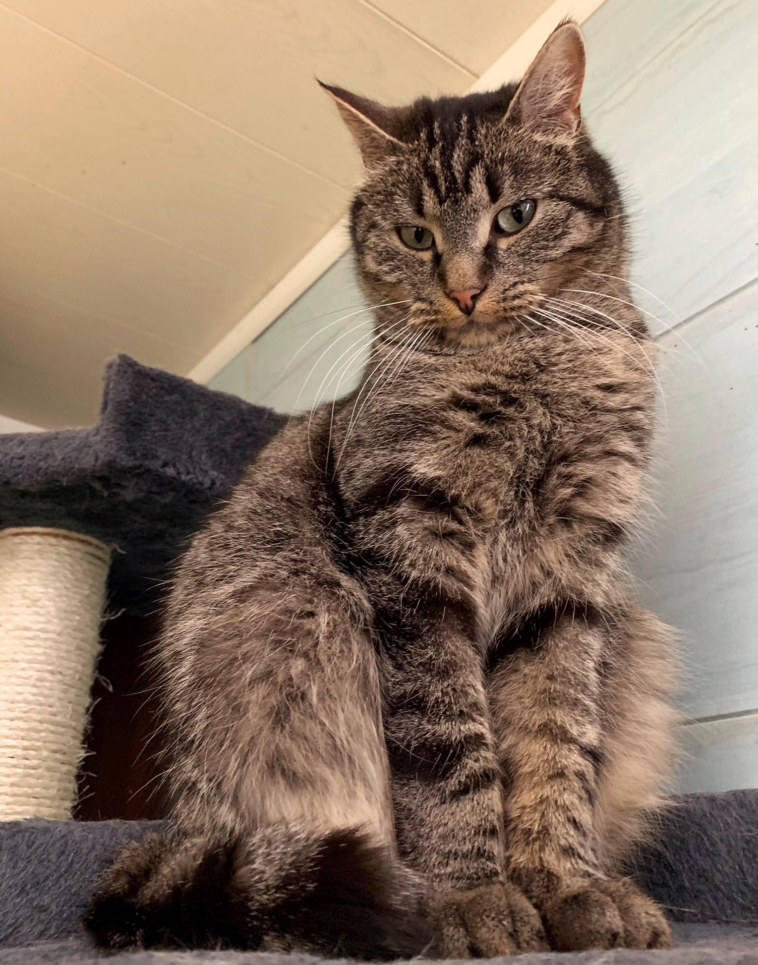 Matroskin — Varjupaikade MTÜ