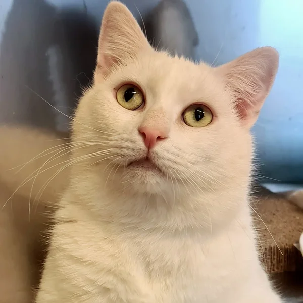 Heldo — Varjupaikade MTÜ