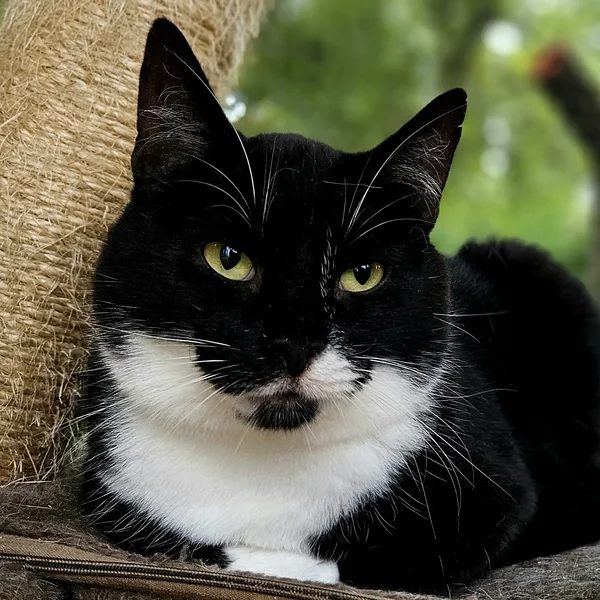 Ollie — Varjupaikade MTÜ